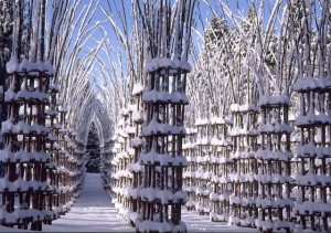 The Tree Cathedral – Honestly WTF