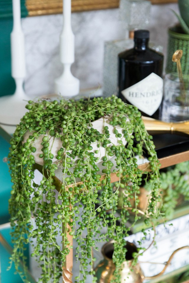 How To Create An Indoor Garden – Honestly WTF